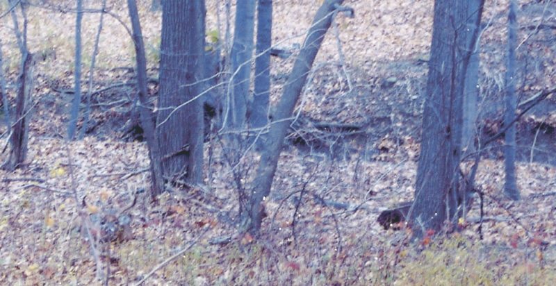 Deer Hunting Season Has Arrived Find The Bucks News Sports Deer Hunting Season Has Arrived Find The Bucks News Sports
